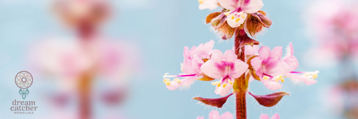 The Queen Of Herbs- Top 5 Health Benefits Of Holy Basil – Dream Catcher ...